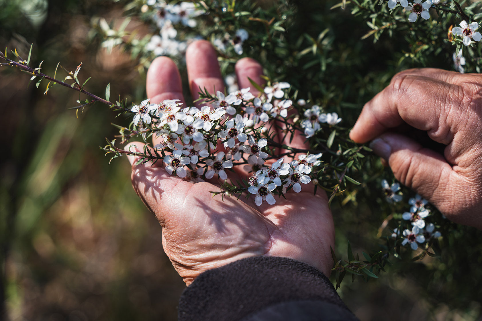 Rongoa Ngahere | New Zealand Manuka Skincare Products Northland