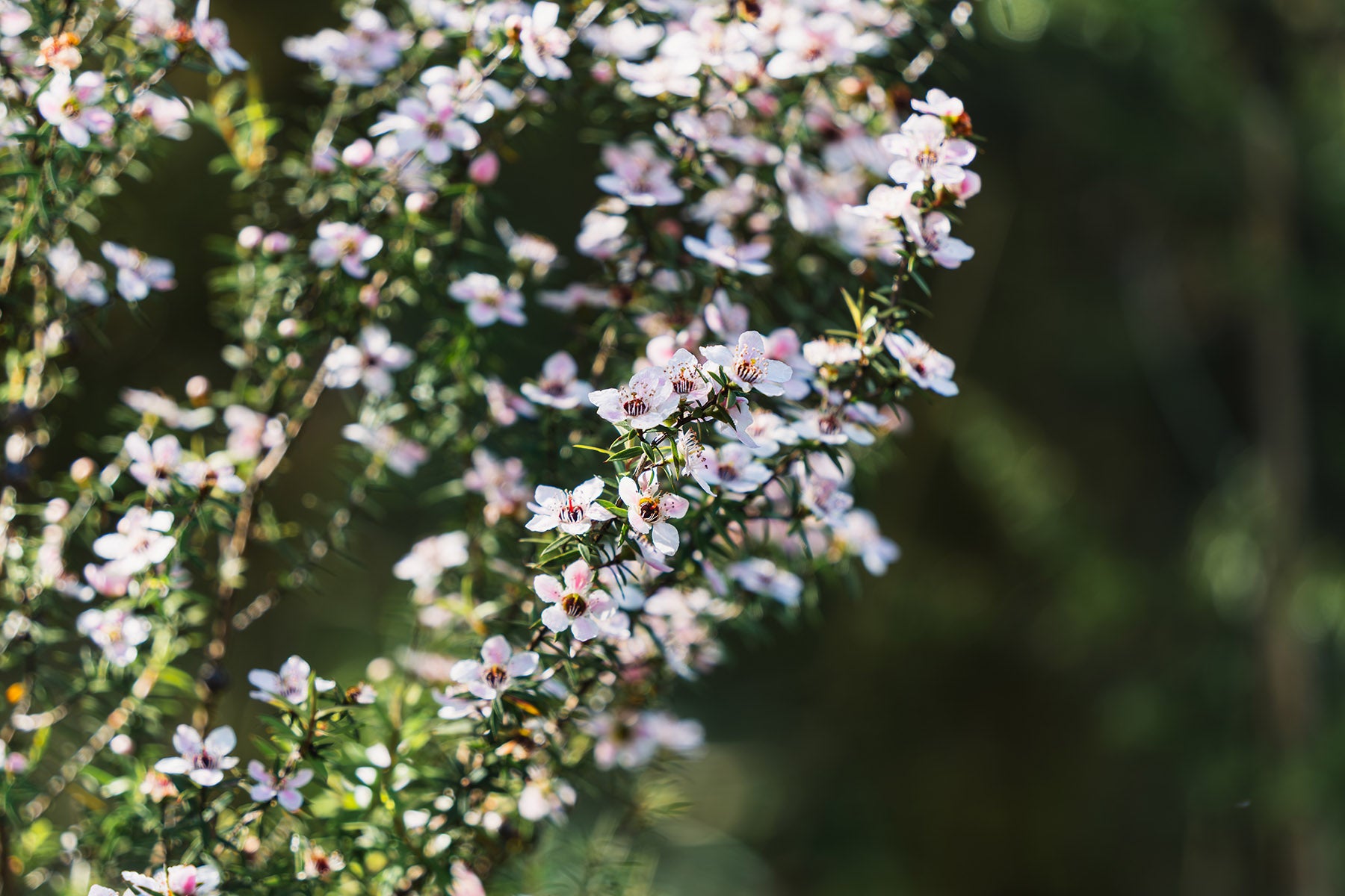 Pure mānuka skincare from Northland’s native bush – Rongoa Ngahere